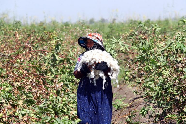 Is Egyptian Cotton Still Number 1? Here are Egypt’s Top Exports ...