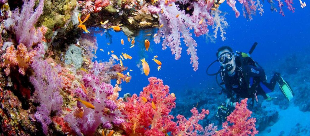 A Whole New World: Egypt’s Unique Scuba Diving Destinations | Egyptian ...