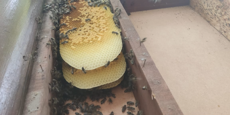 In Photos: Living Among Egyptian Honeybees | Egyptian Streets