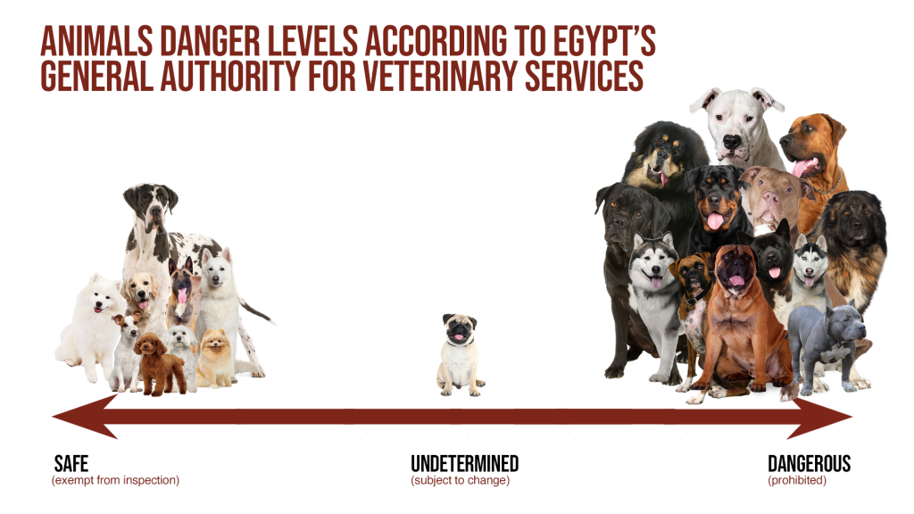 Egypt Introduces ‘Dangerous Animals’ Law, Banning Certain Breeds ...