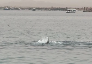 Russian National Killed in Red Sea Shark Attack in Hurghada, Egypt ...