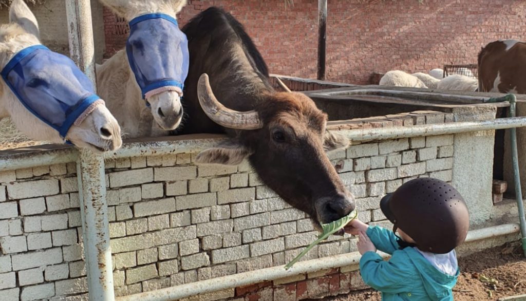 Get Digging: 4 Beautiful Farms to Visit Across Egypt | Egyptian Streets