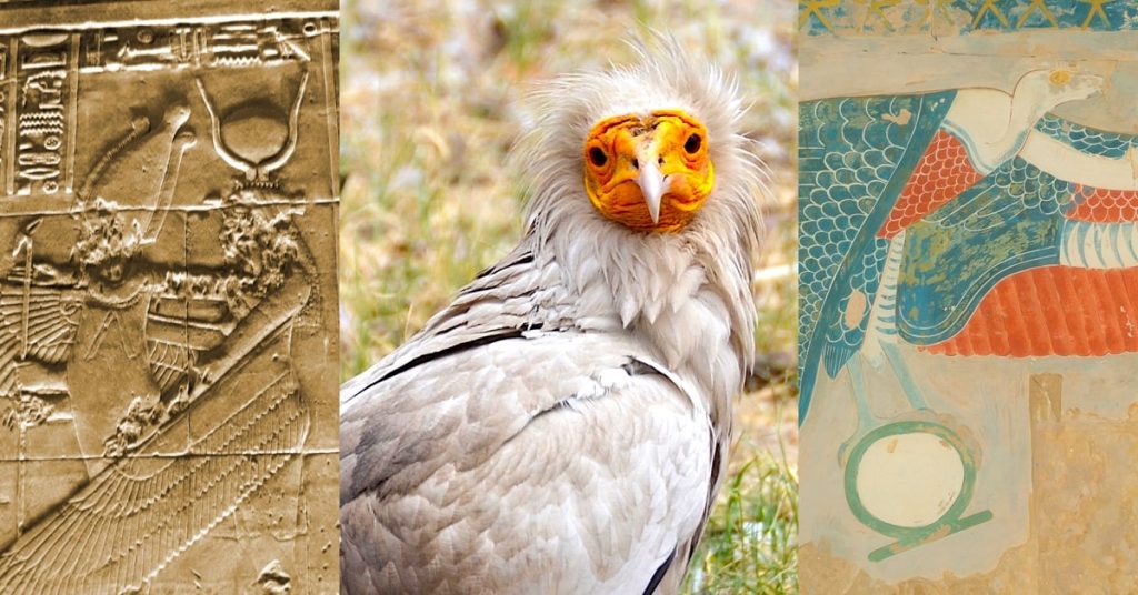 From Sacred to Scorned: Four of Egypt’s Endangered Animals | Egyptian ...