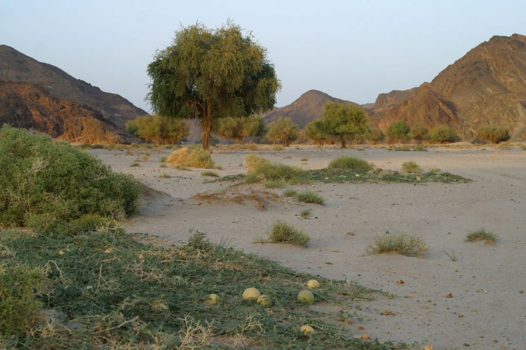 “The Desert Gardener”: a Tale of Conservation and Rehabilitation of ...