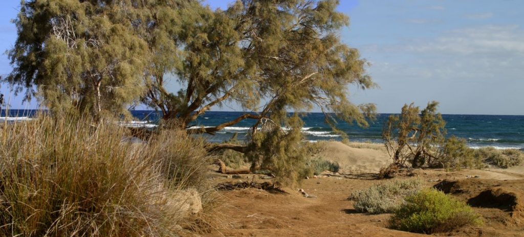 “The Desert Gardener”: a Tale of Conservation and Rehabilitation of ...