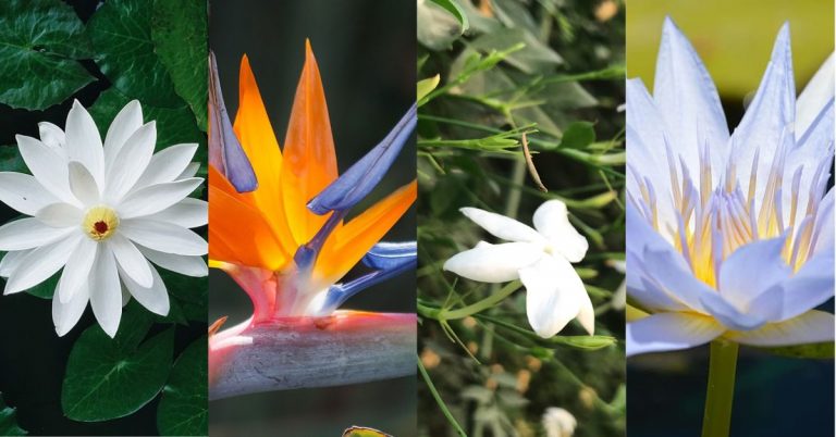 Beyond Simple Blooms: Discovering the Meanings Behind Egyptian Flowers ...