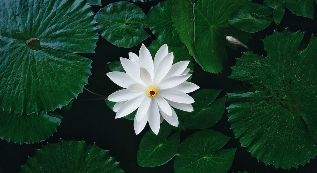 Beyond Simple Blooms: Discovering the Meanings Behind Egyptian Flowers ...