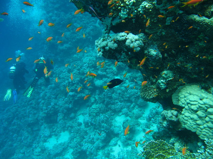 6 Ecotourism Destinations Where You Can Explore Egypts Beauty