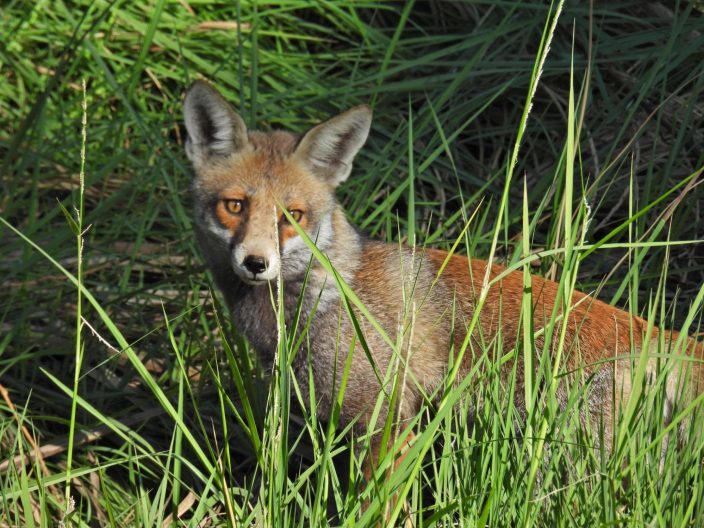 Luxor’s Elusive Wildlife: a Journey Through the Lens of Ken Robinson ...