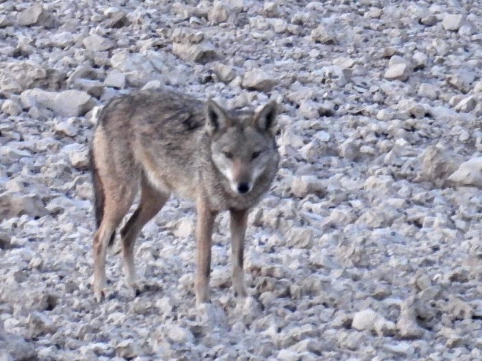 Luxor’s Elusive Wildlife: a Journey Through the Lens of Ken Robinson ...