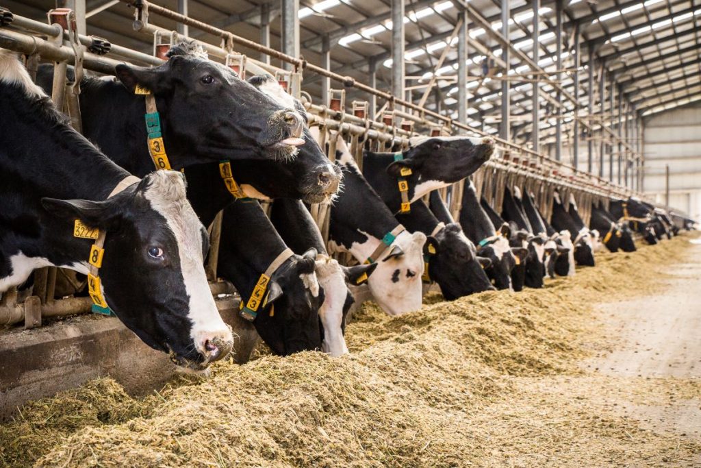 Supreme Holding’s USD 30M Joint Venture Tackles Egypt’s Animal Feed ...