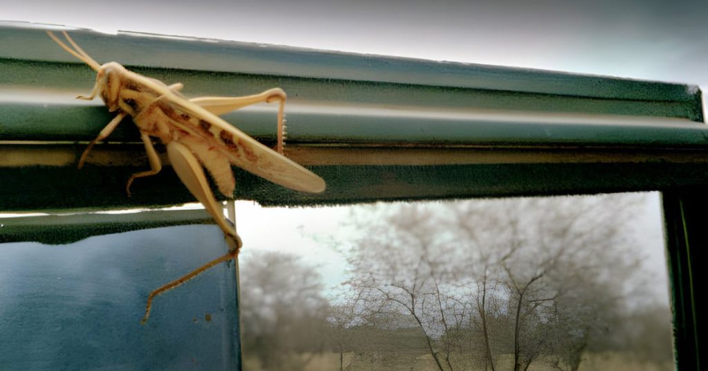 Rising Locust Infestation Threatens Egyptian Agriculture Amidst ...