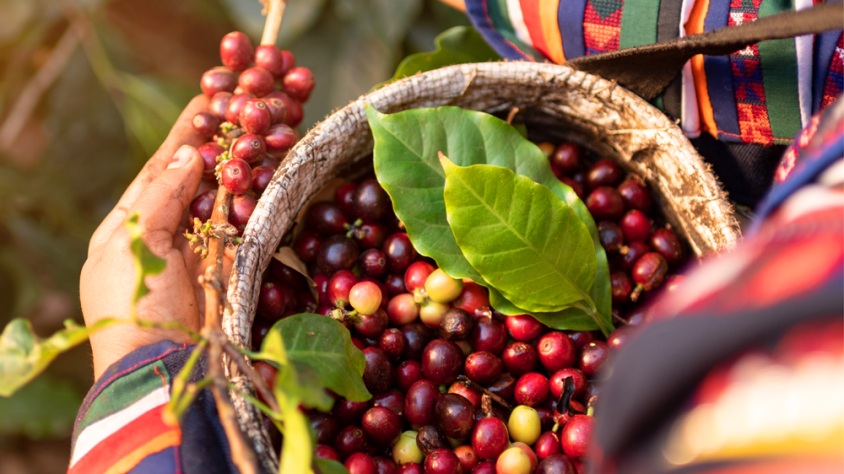 Egypt’s Homegrown Coffee Production Shows Early Promise | Egyptian Streets