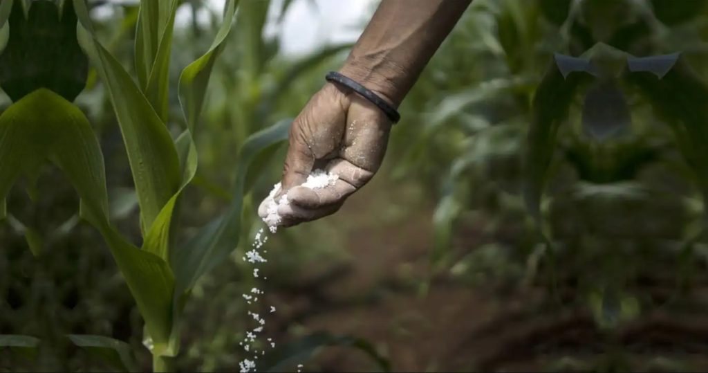 Egypt Strengthens Global Fertilizer Market Position with Export Growth ...