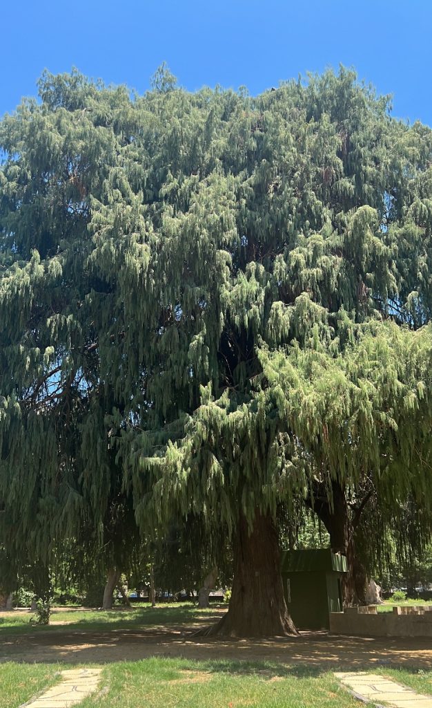 Ministry of Agriculture Denies Claims of Tree Cutting in Orman ...