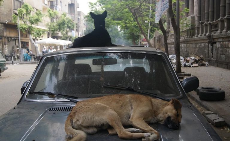 From Abandonment to Overpopulation: Understanding Egypt’s Stray Animal ...