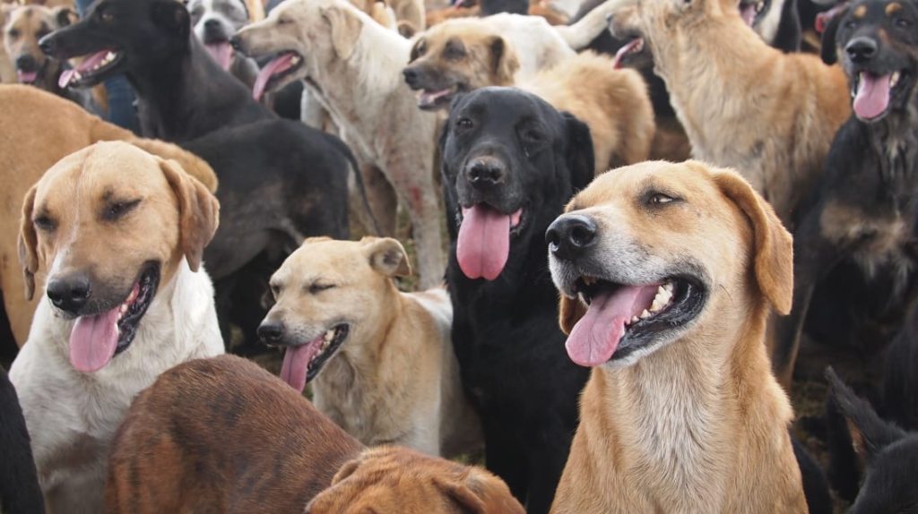 The Baladi Dog: Egypt’s ‘Default Dog’ and the World’s Resilient Mixed ...