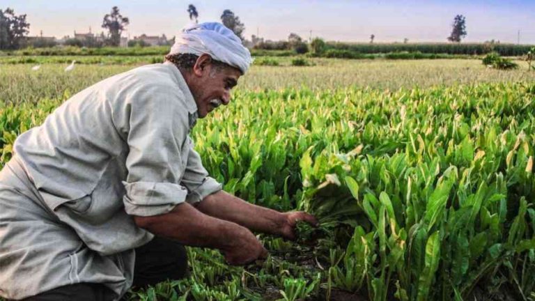 Why Agriculture Still Anchors Egypt’s Economy Despite Economic ...